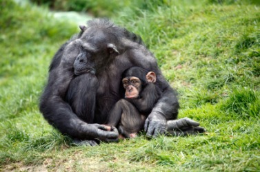 The Other Family Member: Life With Mom