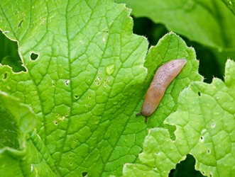 Slug dictionary definition | slug defined