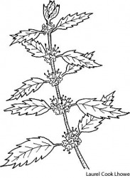 Opposite dictionary definition | opposite defined