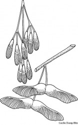 Samara dictionary definition | samara defined