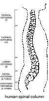 Spinal column dictionary definition | spinal column defined